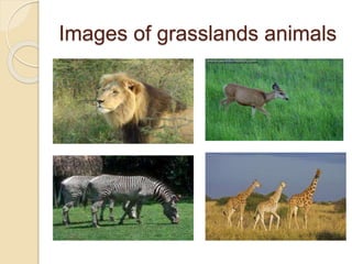 Scienceprojectwork | PPT