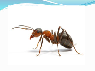 Science puzzle | PPT