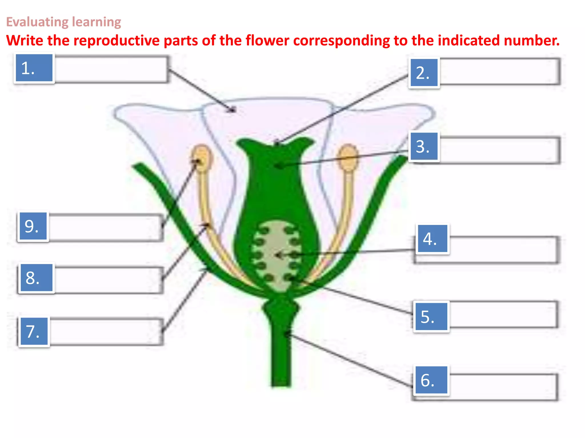Reproductive Parts of Flowering Plants | PPTX