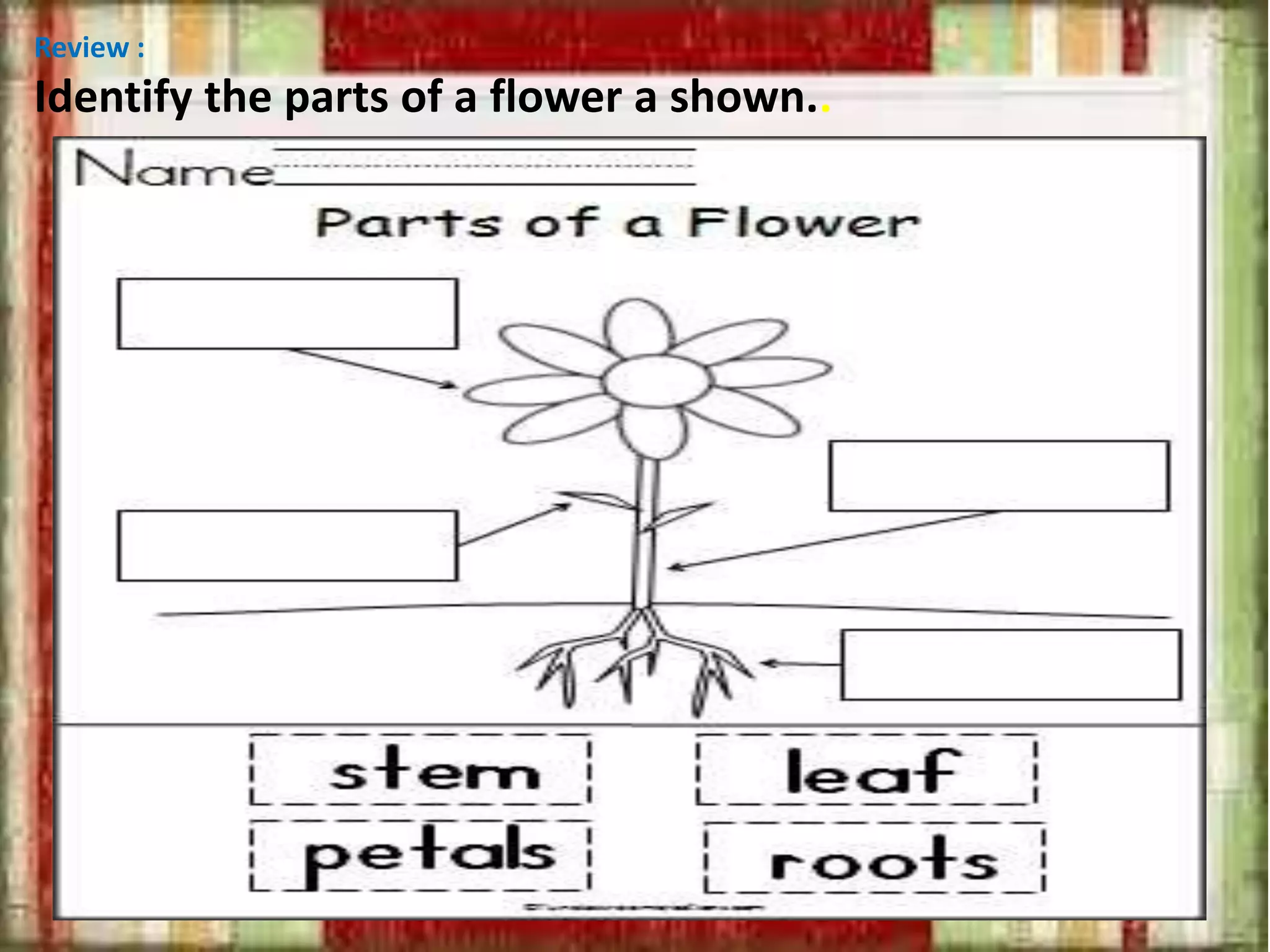 Reproductive Parts of Flowering Plants | PPTX