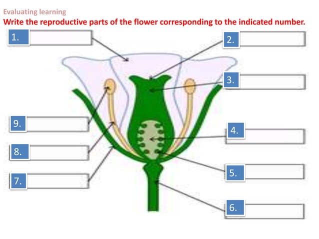 Reproductive Parts of Flowering Plants | PPTX