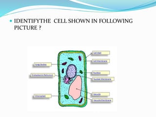 Science quiz – visual round | PPTX