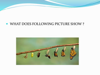 Science quiz – visual round | PPTX