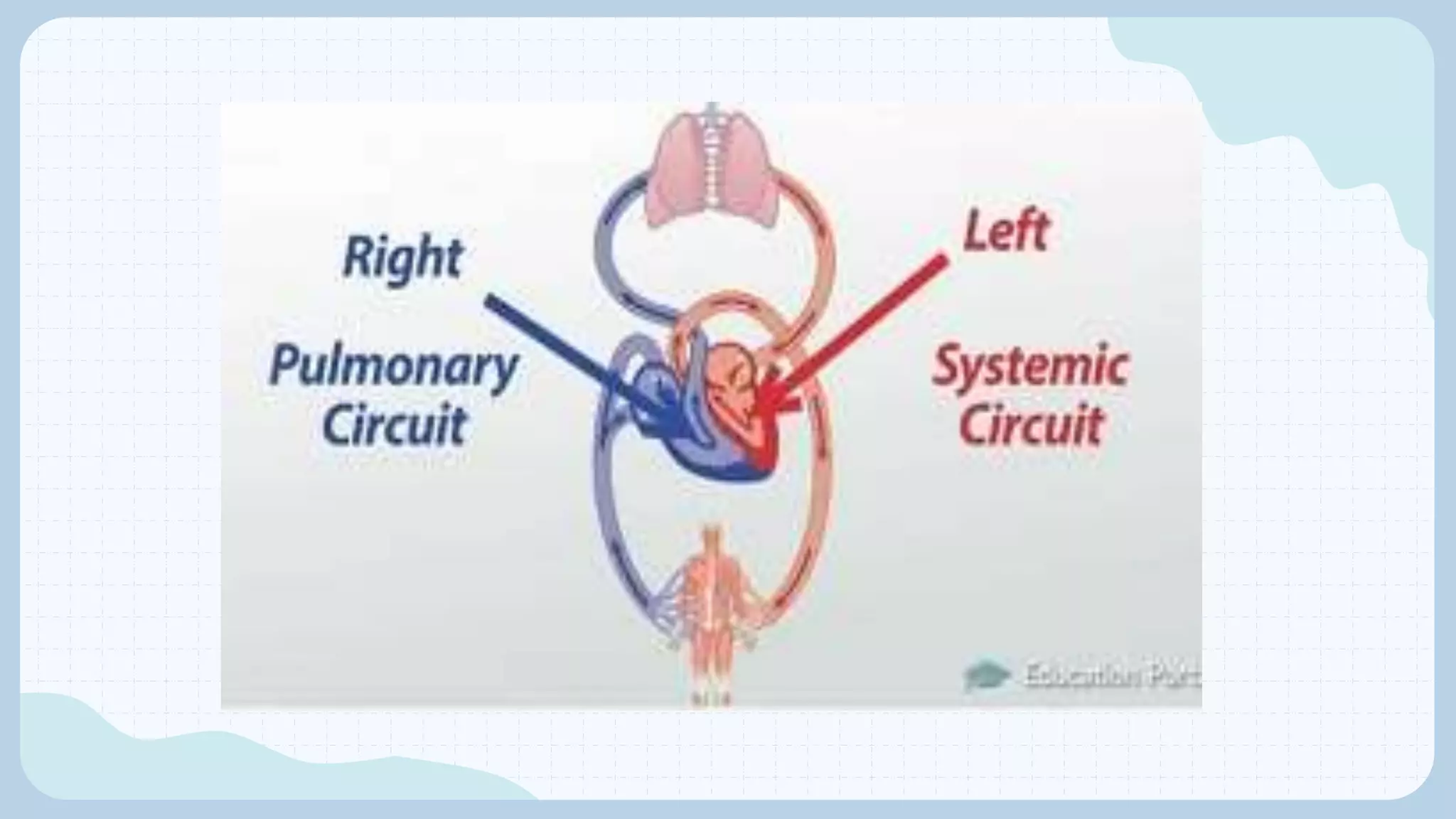 Science Report - Circulatory System.pptx