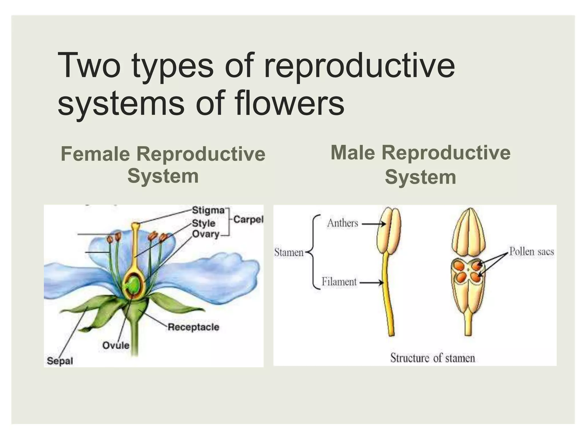 Reproduction in plants | PPTX