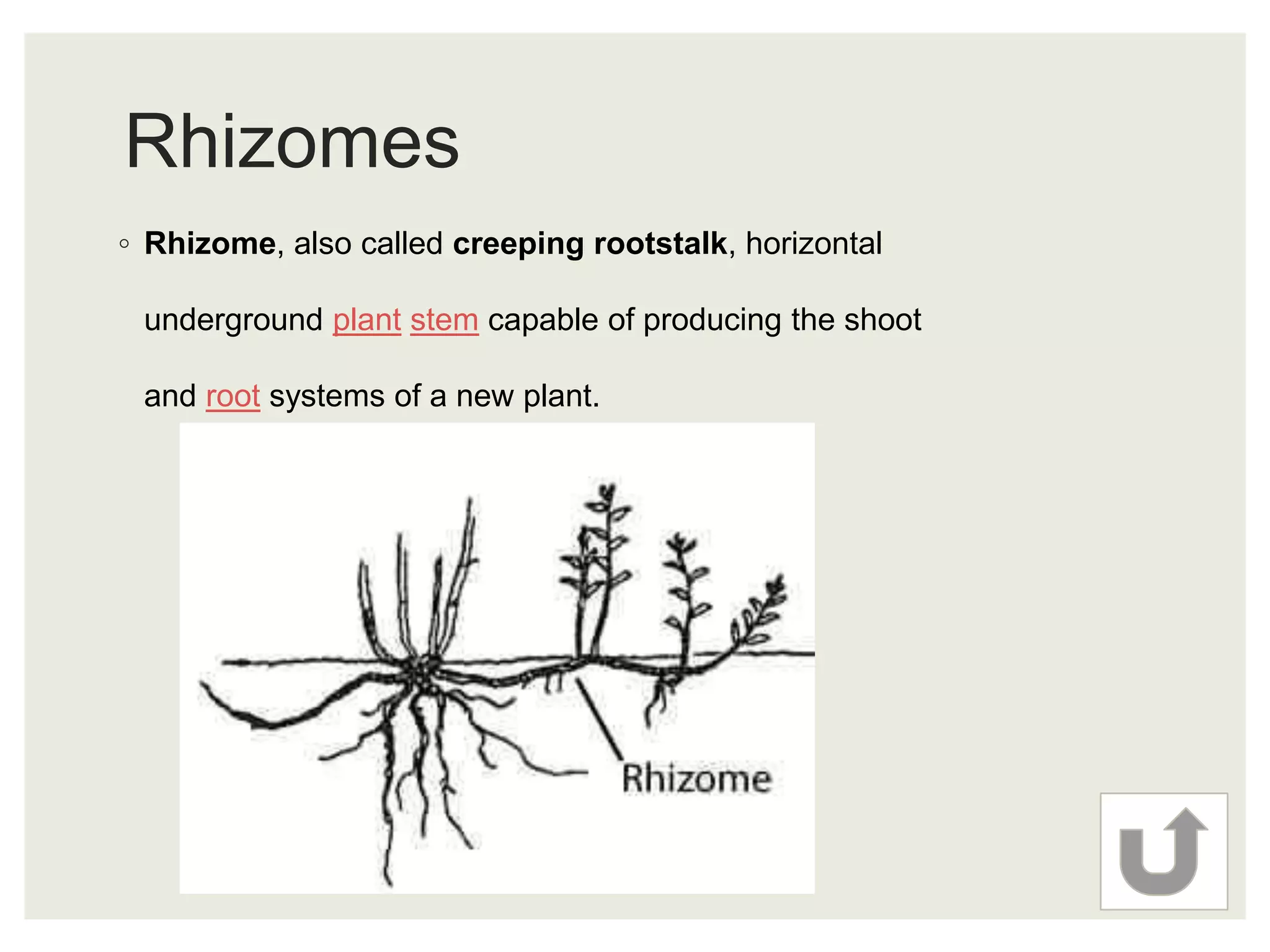 Reproduction in plants | PPTX