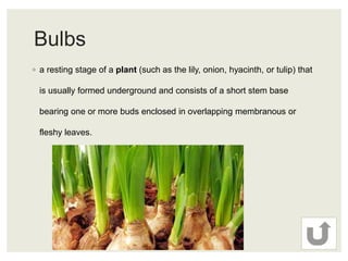 Reproduction in plants | PPTX