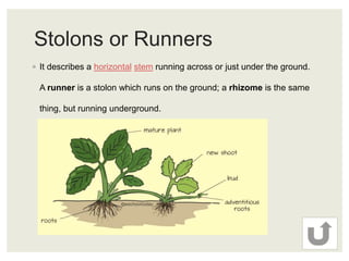 Reproduction in plants | PPTX