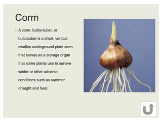Reproduction in plants | PPTX