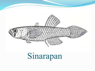 endemic freshwater fishes in the philippines | PPTX