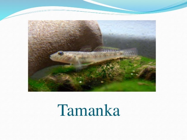 endemic freshwater fishes in the philippines