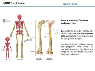 Science revision.pdf