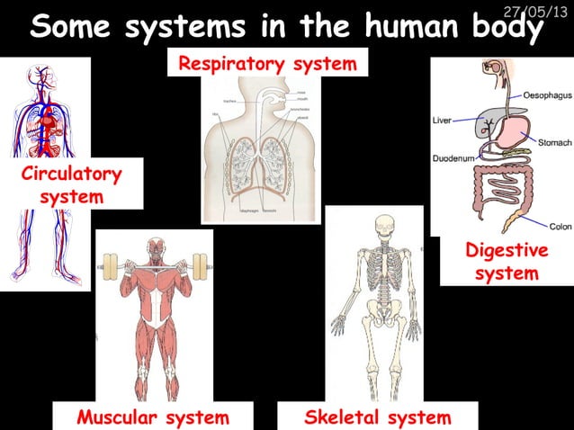 Junior Cycle Science. Biology. Humans as Organisms. By Theresa Lowry ...