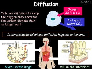 Junior Cycle Science. Biology. Humans as Organisms. By Theresa Lowry ...
