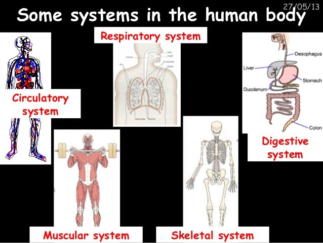 Junior Cycle Science. Biology. Humans as Organisms. By Theresa Lowry-…
