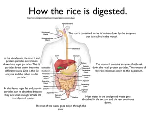 Science rice project | KEY | Digestive Disorders | Diseases and Conditions