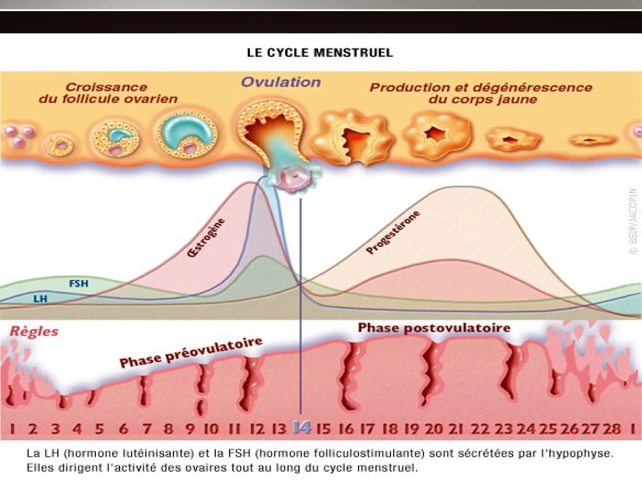 sciences2as_cours-dawra_jinsia-arabe.pptx