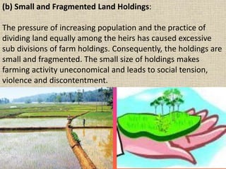 inovation in agriculture for a sustainable future | PPTX