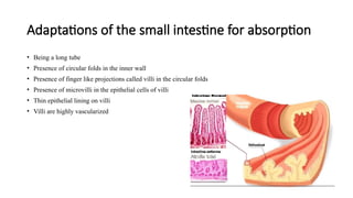 The human Digestive system, functions, diseases, parts of the system | PPT