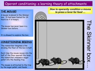 B F Skinner Psychology Theory Mice