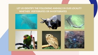 CLASSIFICATION OF ANIMALS JOJLKMKLMKLMJO | PPT