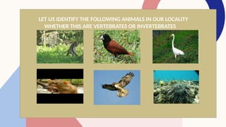 CLASSIFICATION OF ANIMALS JOJLKMKLMKLMJO | PPT