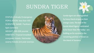 SCIENCE SPECIES | PPT