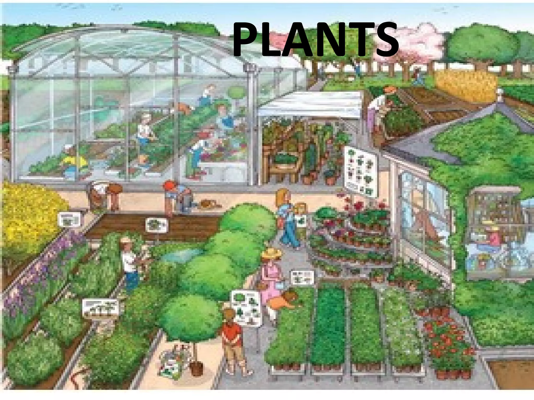 Sciences plants t 3 | PPT | Gardening | Home & Garden