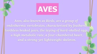 Aves Presentation for class 9.pptx