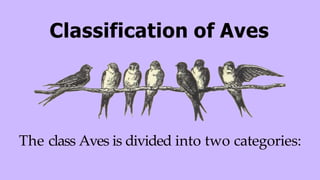 Aves Presentation for class 9.pptx