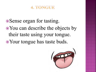 Science (the 5 senses) | PPTX