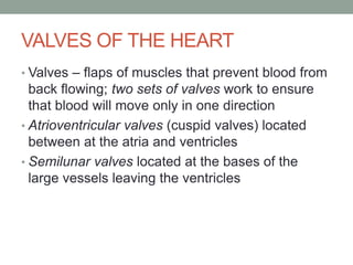 Organs of Cardiovascular System | PPTX