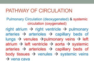 Organs of Cardiovascular System | PPT