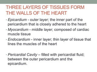 Organs of Cardiovascular System | PPT