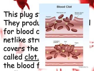 The Blood | PPT