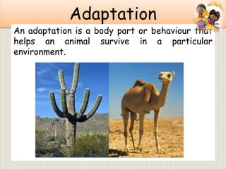 Plant & Animal Adaptations | PDF