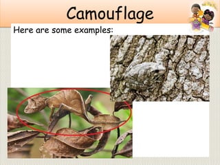 Plant & Animal Adaptations | PDF