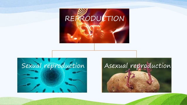 How Do Organisms Reproduce ? - Class 10 CBSE science (BIo) | PPTX