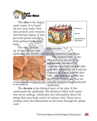 Parts Of The Skin For Grade 3