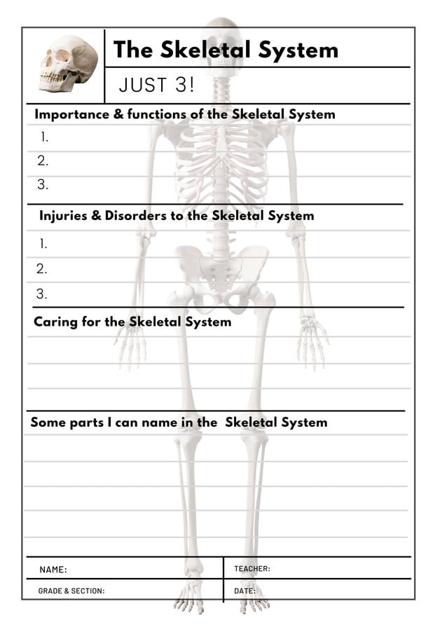 JUST 3Science worksheet-Systems of the body | PDF