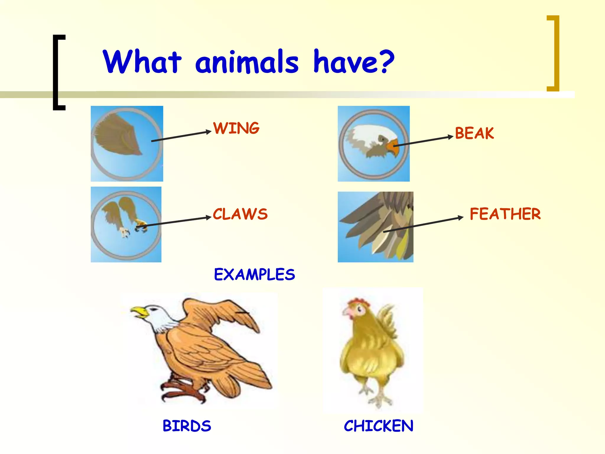 External features of animals | PPTX