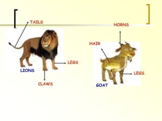 External features of animals | PPTX