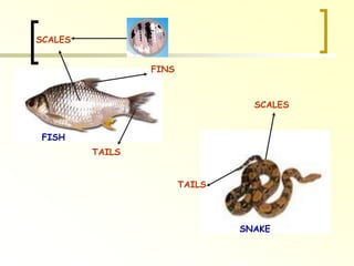 External features of animals | PPTX