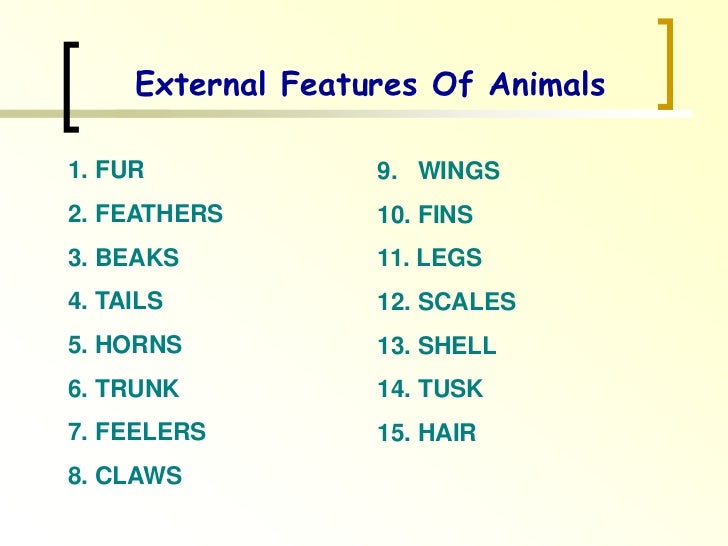 External Features Of Animals External Features Of Animals