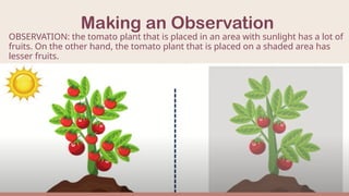 The steps of Scientific-Method-WEEK-1.pptx