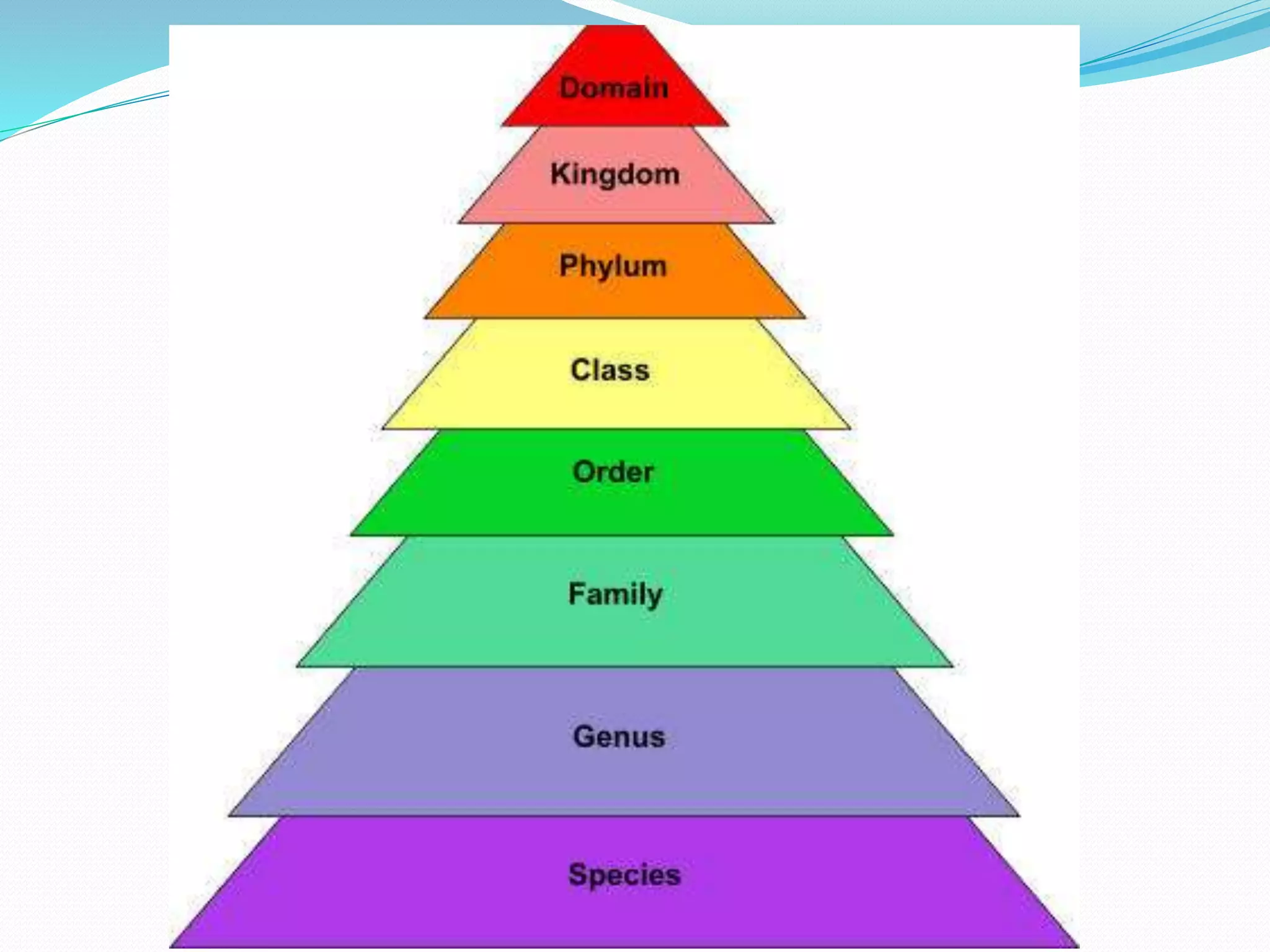 Scientific classification of organisms | PPTX