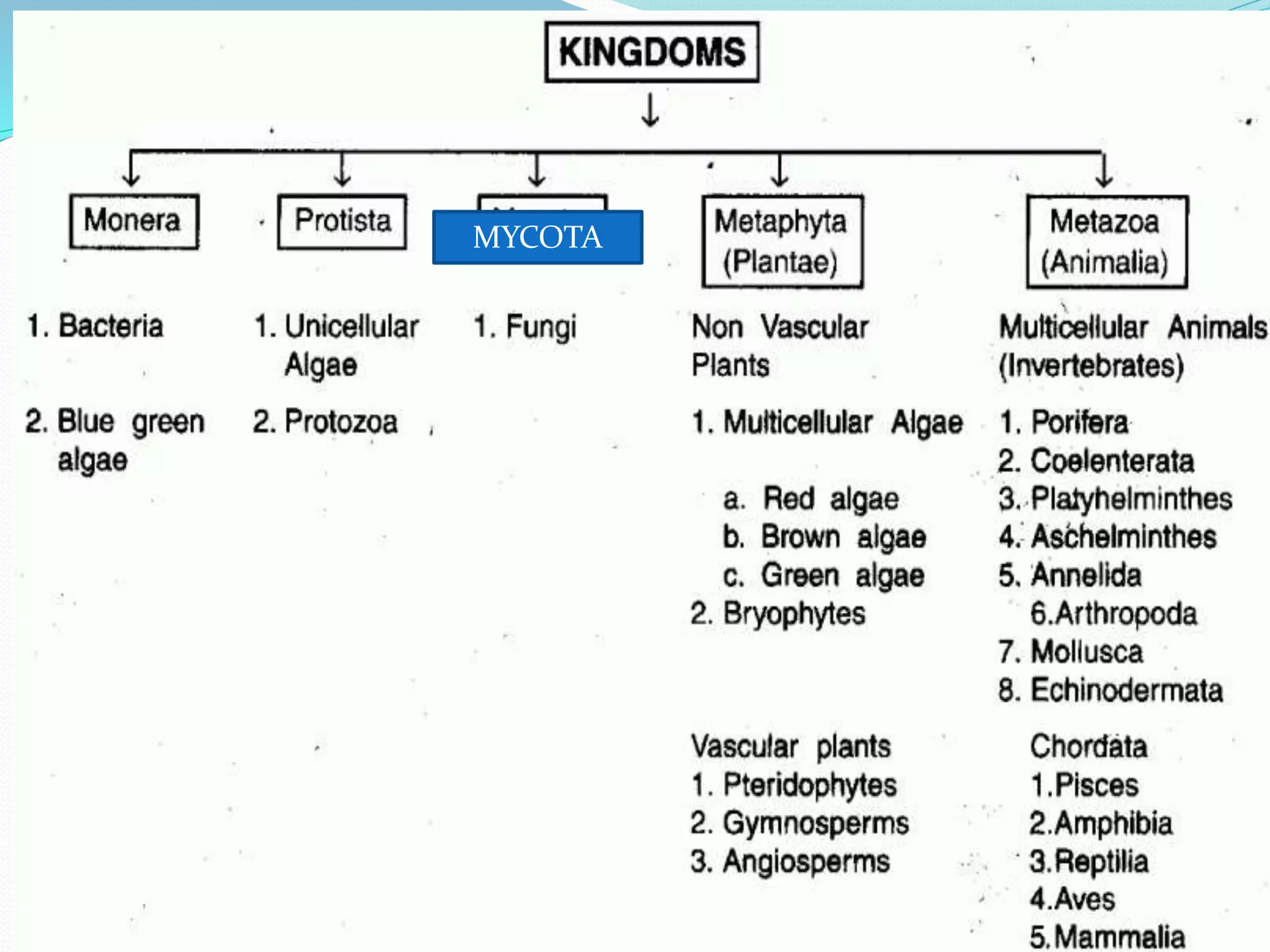 Scientific classification of organisms | PPT