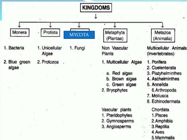 Guided Notes 2014 Six Kingdoms And Three Domains Of Life
