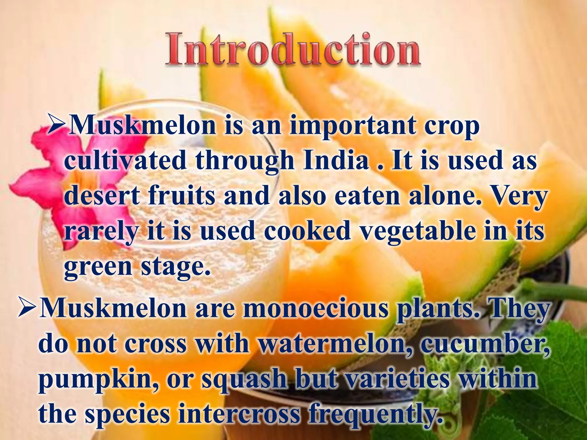 Scientific cultivation of muskmelon | PPTX