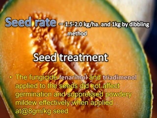Scientific cultivation of muskmelon | PPTX